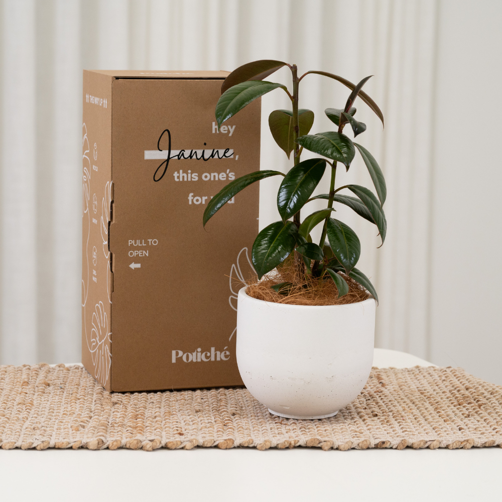 Potted Live Plant, Personalised Gift Box with Name(s) and Greeting Car ...