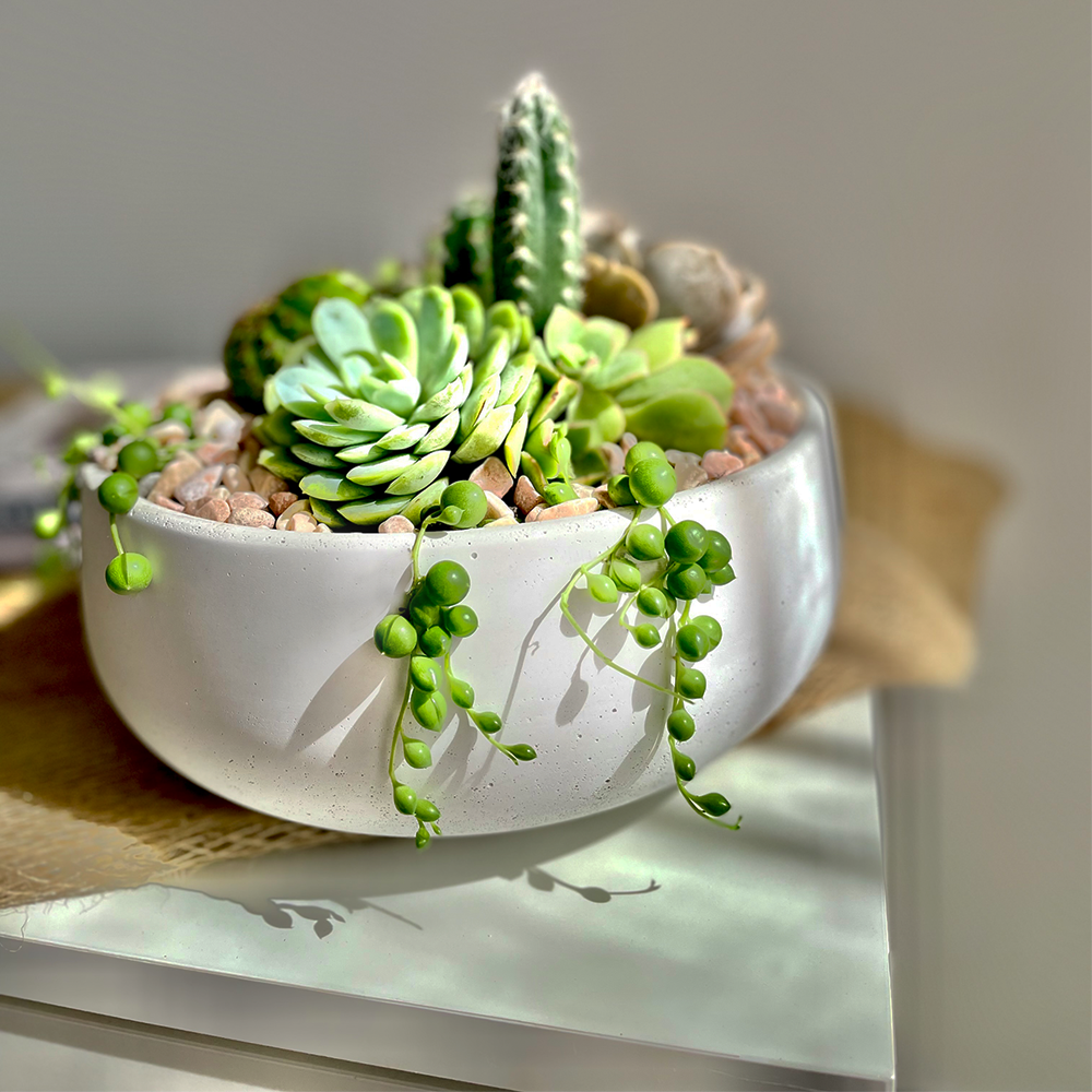 Pots, Plants & Platters Workshop - Create your own tabletop garden ...